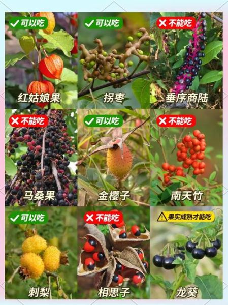 野果图片名称大全_如何识别常见野果-第2张图片-山城妙识 野果图片名称大全_如何识别常见野果-第2张图片-山城妙识