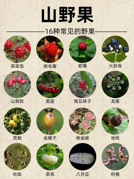 野果图片名称大全_如何识别常见野果-第1张图片-山城妙识 野果图片名称大全_如何识别常见野果-第1张图片-山城妙识