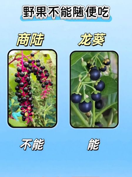 野果图片名称大全_如何识别常见野果-第3张图片-山城妙识 野果图片名称大全_如何识别常见野果-第3张图片-山城妙识