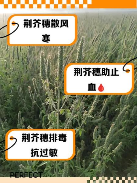 荆芥穗的功效与作用_荆芥穗主治哪些疾病-第3张图片-山城妙识