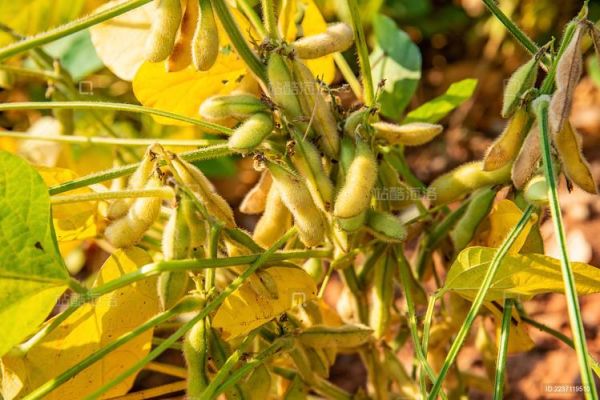 黄豆图片大全_黄豆长什么样-第2张图片-山城妙识
