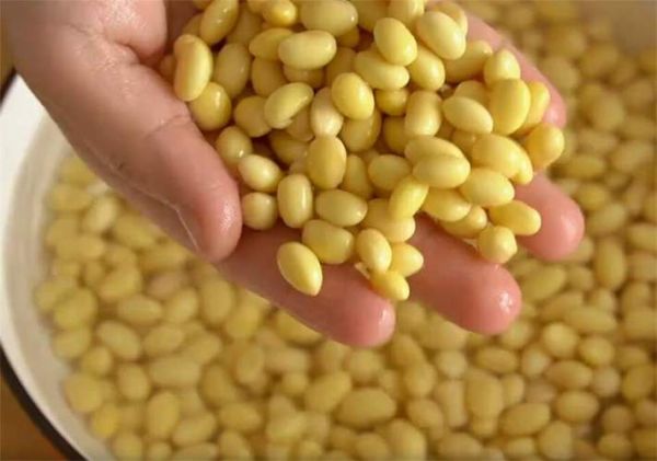 黄豆图片大全_黄豆长什么样-第1张图片-山城妙识