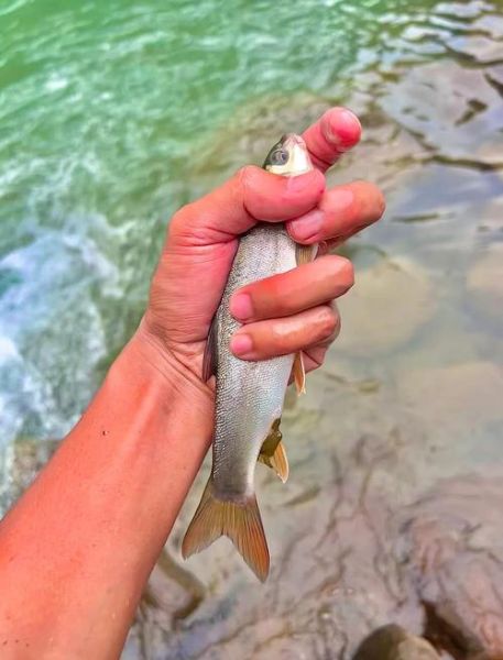 雅鱼图片_雅鱼长什么样-第1张图片-山城妙识