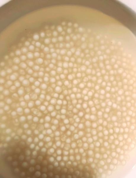 西米煮了很久还有白点_西米白点怎么彻底煮透-第2张图片-山城妙识