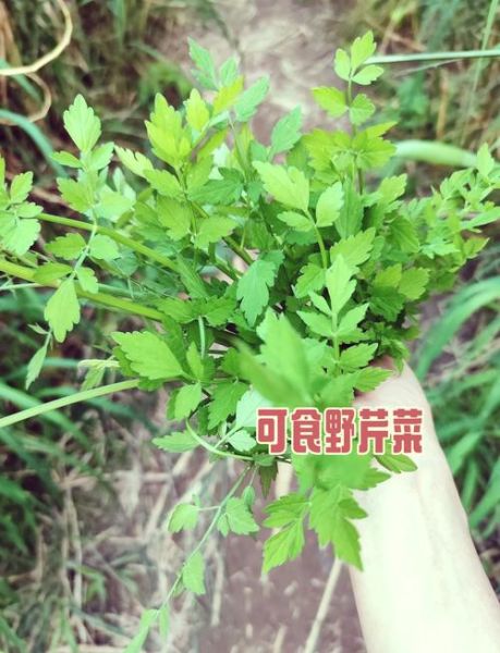 水芹菜和毒芹图片区别_如何一眼分辨-第2张图片-山城妙识