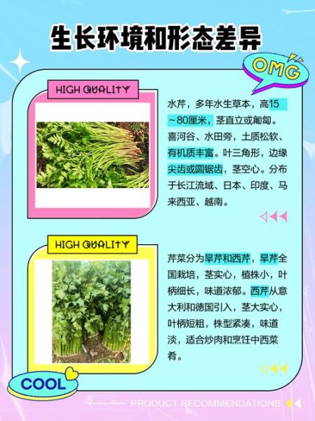 水芹菜和毒芹图片区别_如何一眼分辨-第3张图片-山城妙识