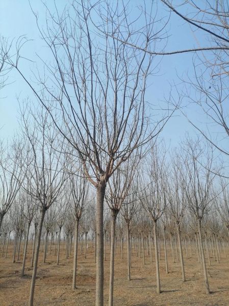 红花槐图片_红花槐和香花槐区别-第3张图片-山城妙识 红花槐图片_红花槐和香花槐区别-第3张图片-山城妙识