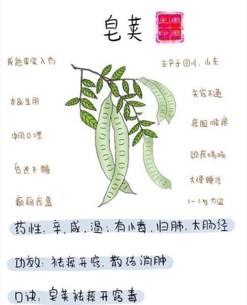 皂荚的功效与作用_皂荚怎么使用效果最好-第1张图片-山城妙识 皂荚的功效与作用_皂荚怎么使用效果最好-第1张图片-山城妙识