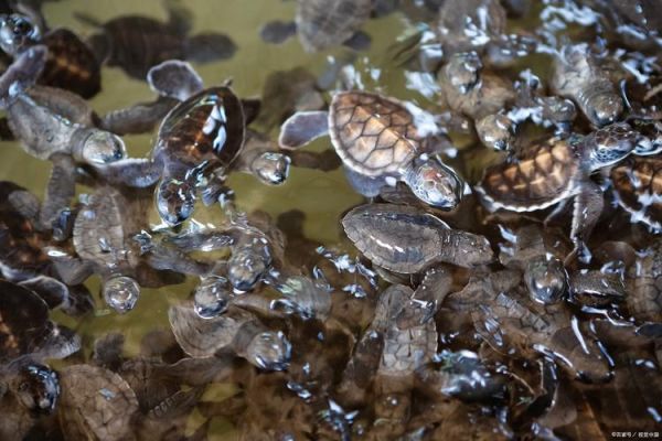 田螺怎么吐泥沙最快最干净_田螺吐沙最快的方法-第2张图片-山城妙识 田螺怎么吐泥沙最快最干净_田螺吐沙最快的方法-第2张图片-山城妙识