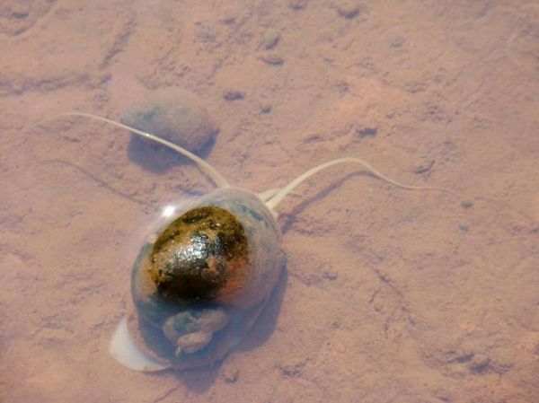 田螺怎么吐泥沙最快最干净_田螺吐沙最快的方法-第3张图片-山城妙识 田螺怎么吐泥沙最快最干净_田螺吐沙最快的方法-第3张图片-山城妙识