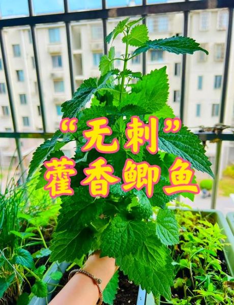 藿香鲫鱼怎么做_藿香鲫鱼的做法视频-第2张图片-山城妙识 藿香鲫鱼怎么做_藿香鲫鱼的做法视频-第2张图片-山城妙识