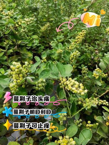 蔓荆子别名是什么_蔓荆子功效与作用-第2张图片-山城妙识