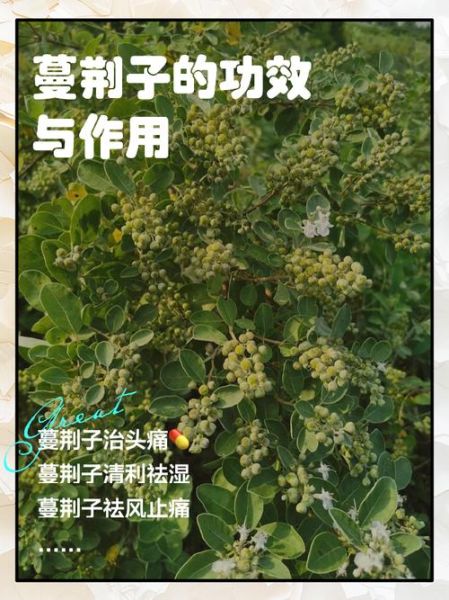 蔓荆子别名是什么_蔓荆子功效与作用-第1张图片-山城妙识