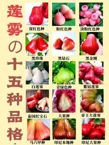 莲雾多少钱一斤_莲雾价格为什么差别大-第2张图片-山城妙识 莲雾多少钱一斤_莲雾价格为什么差别大-第2张图片-山城妙识