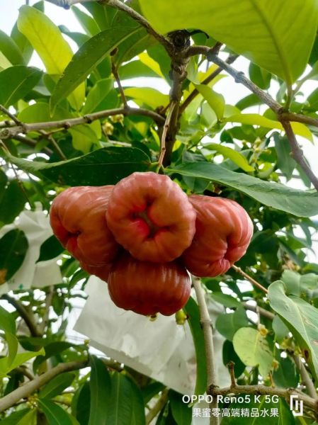 莲雾多少钱一斤_莲雾价格为什么差别大-第1张图片-山城妙识 莲雾多少钱一斤_莲雾价格为什么差别大-第1张图片-山城妙识