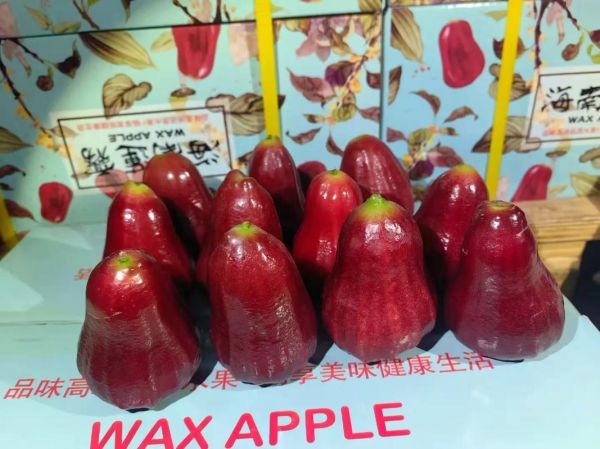 莲雾多少钱一斤_莲雾价格为什么差别大-第3张图片-山城妙识 莲雾多少钱一斤_莲雾价格为什么差别大-第3张图片-山城妙识