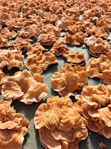 榆耳菌图片_榆耳菌怎么辨别真假-第3张图片-山城妙识 榆耳菌图片_榆耳菌怎么辨别真假-第3张图片-山城妙识