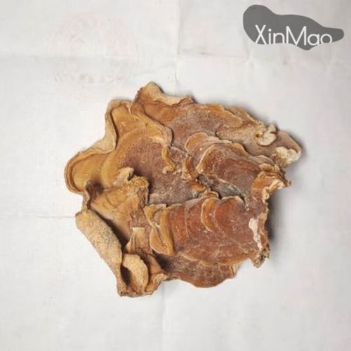 榆耳菌图片_榆耳菌怎么辨别真假-第2张图片-山城妙识 榆耳菌图片_榆耳菌怎么辨别真假-第2张图片-山城妙识