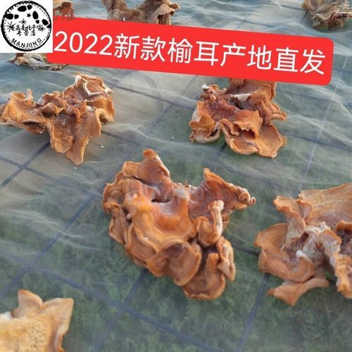 榆耳菌图片_榆耳菌怎么辨别真假-第1张图片-山城妙识 榆耳菌图片_榆耳菌怎么辨别真假-第1张图片-山城妙识