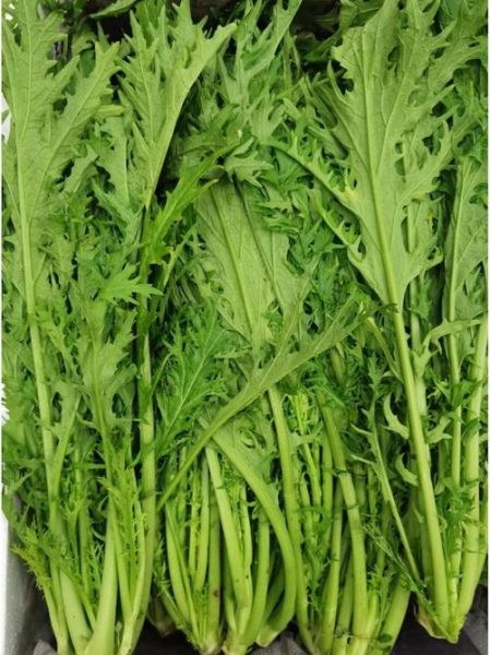 雪里蕻不腌能吃吗_雪里蕻生吃安全吗-第2张图片-山城妙识