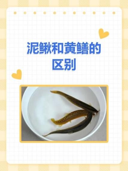 泥鳅也是鱼吗_泥鳅和鱼有什么区别-第2张图片-山城妙识