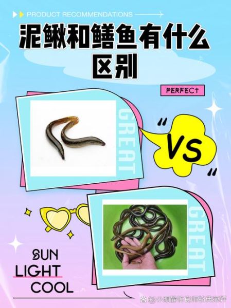 泥鳅也是鱼吗_泥鳅和鱼有什么区别-第1张图片-山城妙识
