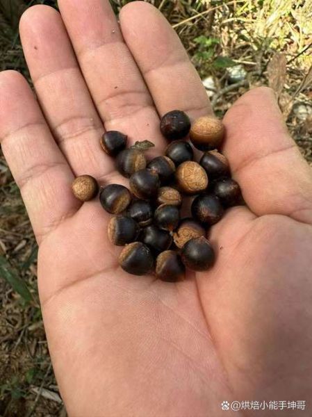 野生小锥栗怎么区分_野生小锥栗营养价值-第1张图片-山城妙识