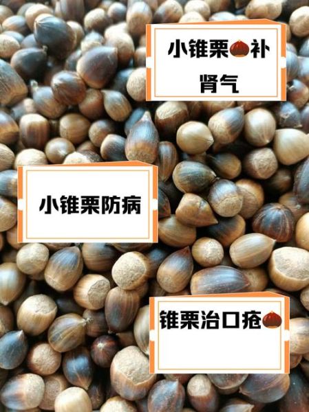 野生小锥栗怎么区分_野生小锥栗营养价值-第2张图片-山城妙识