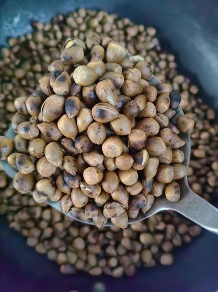 野生小锥栗怎么区分_野生小锥栗营养价值-第3张图片-山城妙识