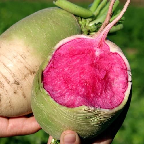 心里美萝卜的功效与作用_心里美萝卜怎么吃最营养-第3张图片-山城妙识 心里美萝卜的功效与作用_心里美萝卜怎么吃最营养-第3张图片-山城妙识