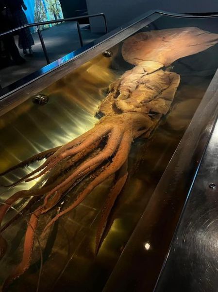 大王酸浆鱿能吃吗_食用安全性解析-第1张图片-山城妙识