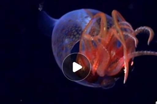 大王酸浆鱿能吃吗_食用安全性解析-第2张图片-山城妙识