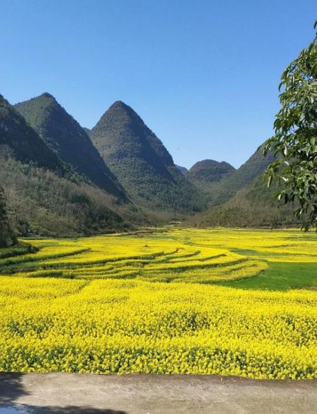 罗平油菜花节什么时候去最好_罗平油菜花节门票多少钱-第1张图片-山城妙识