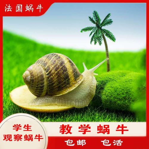 法国蜗牛怎么做_法国蜗牛用什么蜗牛-第2张图片-山城妙识