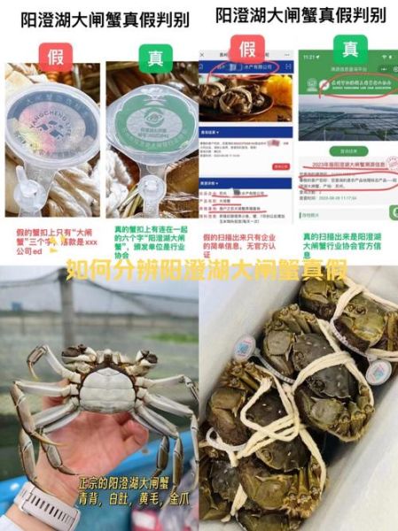 阳澄湖大闸蟹官网是哪个_如何辨别真伪-第1张图片-山城妙识