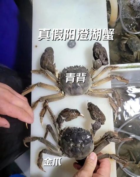 阳澄湖大闸蟹官网是哪个_如何辨别真伪-第2张图片-山城妙识