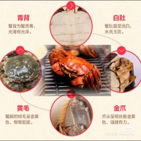 阳澄湖大闸蟹官网是哪个_如何辨别真伪-第3张图片-山城妙识