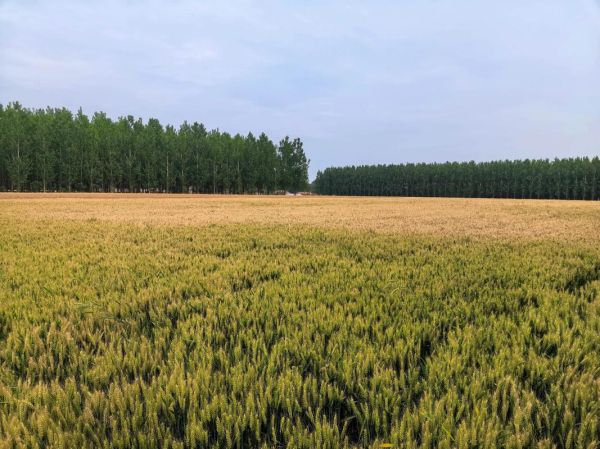 红高粱电视剧结局_九儿最后死了吗-第1张图片-山城妙识