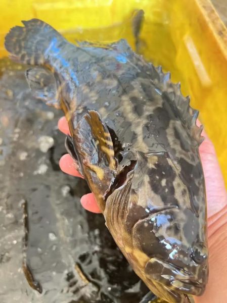 石斑鱼图片_石斑鱼价格多少钱一斤-第2张图片-山城妙识