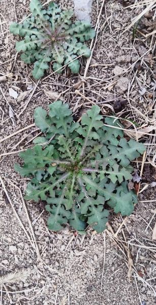 苦丁菜是什么_苦丁菜怎么吃-第3张图片-山城妙识 苦丁菜是什么_苦丁菜怎么吃-第3张图片-山城妙识