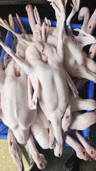 鹅肉多少钱一斤_鹅肉价格行情-第2张图片-山城妙识