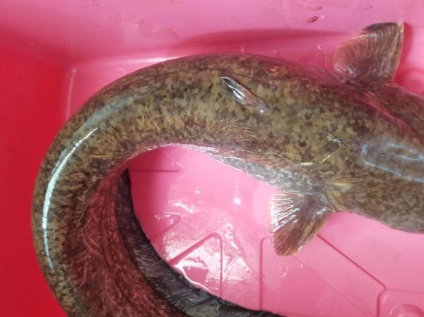 棉鱼是什么鱼_棉鱼图片长什么样-第1张图片-山城妙识