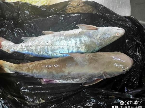 棉鱼是什么鱼_棉鱼图片长什么样-第2张图片-山城妙识