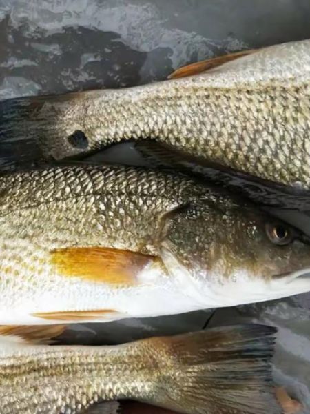 棉鱼是什么鱼_棉鱼图片长什么样-第3张图片-山城妙识