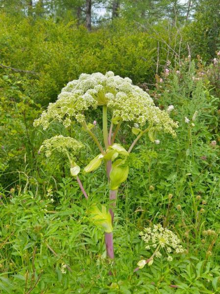 香草美人是什么意思_香草美人典故出处-第2张图片-山城妙识