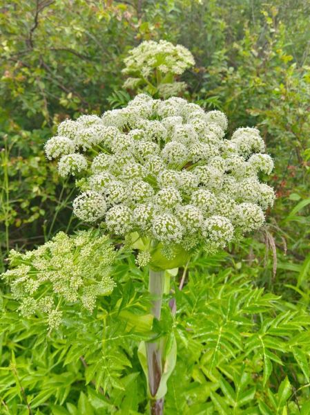 香草美人是什么意思_香草美人典故出处-第3张图片-山城妙识