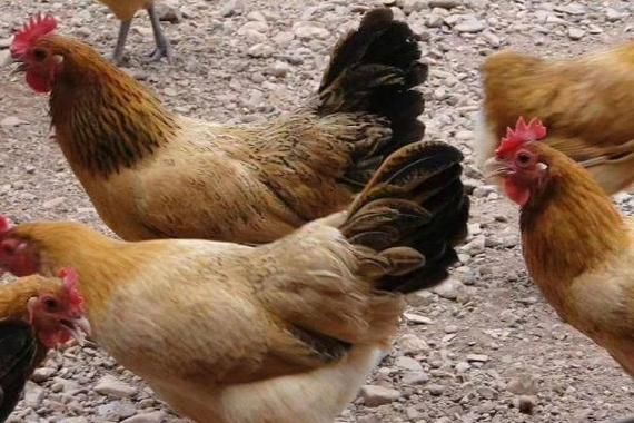 草鸡是什么意思_草鸡是哪里的方言-第1张图片-山城妙识