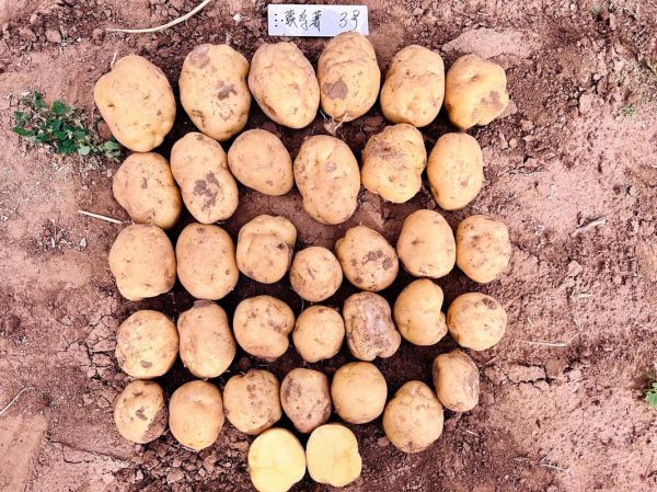 马铃薯品种有哪些_马铃薯品种怎么选-第2张图片-山城妙识