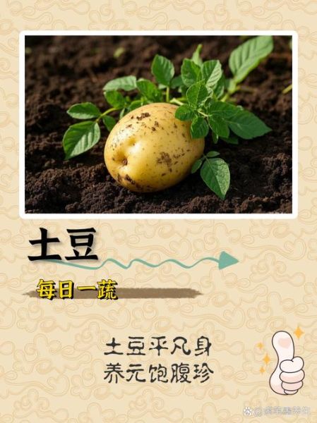马铃薯品种有哪些_马铃薯品种怎么选-第1张图片-山城妙识