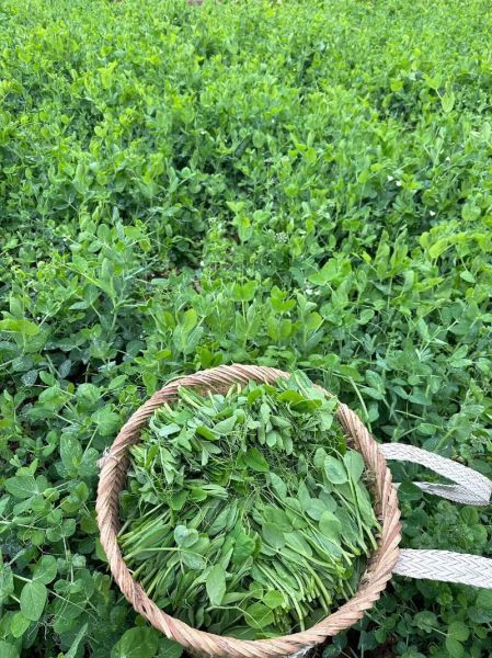 豌豆苗怎么种_豌豆苗营养价值-第1张图片-山城妙识